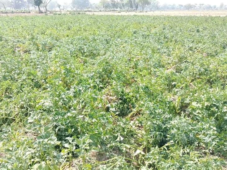 Two farmer brothers of Manikapur prepared potato crop, | बेमौसम तैयार ...