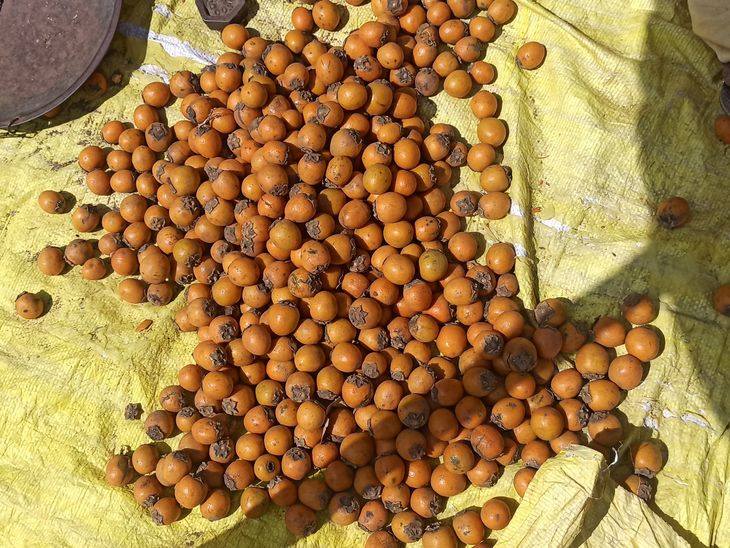 Timru is extinct due to deforestation, only 4 trees left in the area ...