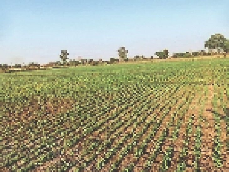 Sowing of Zaid crop in 25 thousand hectares, target of 35 thousand ...