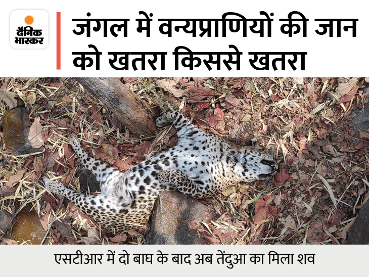 Leopard cub died after 10 days after the death of two tigers, case ...