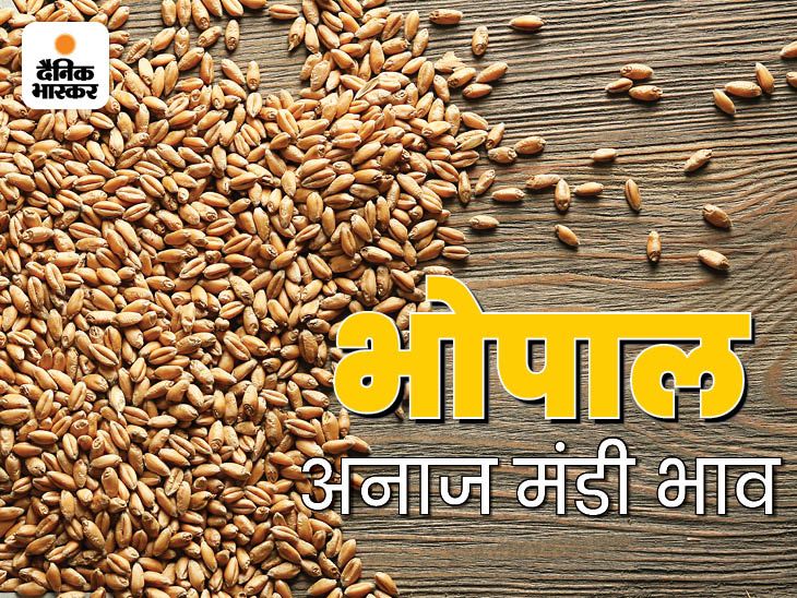 Wheat arrival beyond 10 thousand quintals in Karond Mandi, higher rates ...