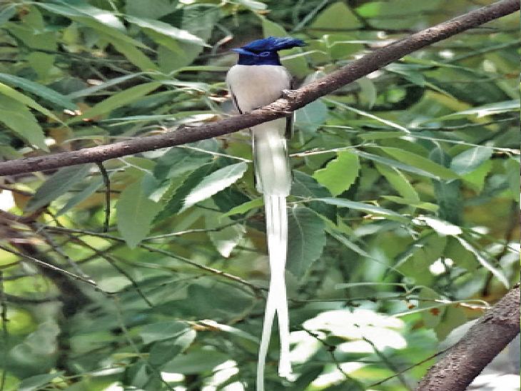 87 species of birds were found on the very first day, 10 state bird ...