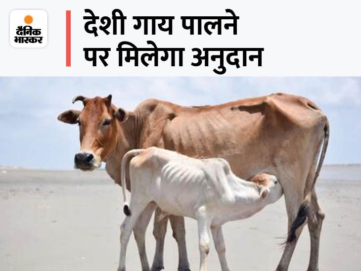 900 per month to the farmer per country cow. The government will give ...