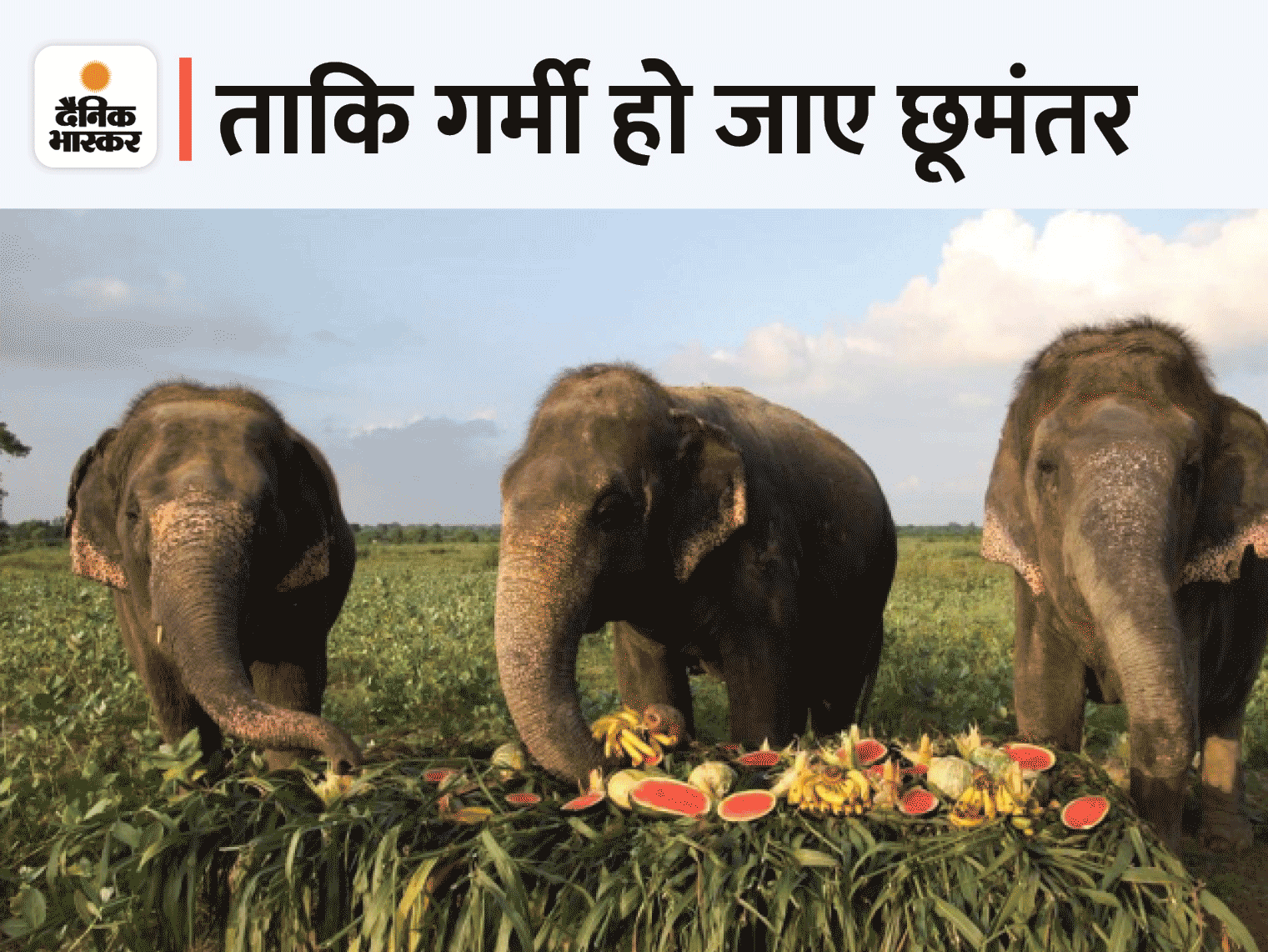 Wildlife SOS made pool for elephants, coolers in bears room, electral ...