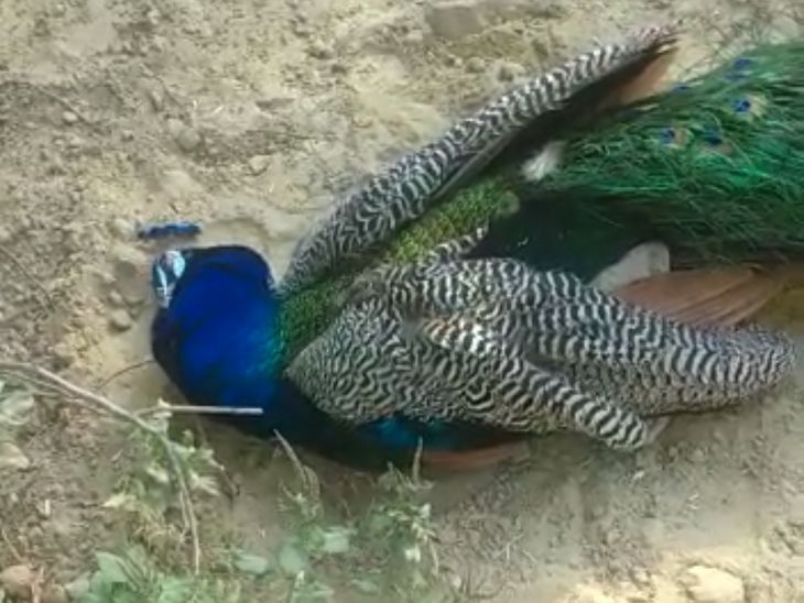 Farmers saw the dead body of a peacock lying in the field, forest ...