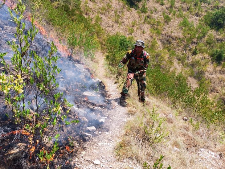2 lakh 60 thousand trees of Ecological Task Force burnt in the fire ...