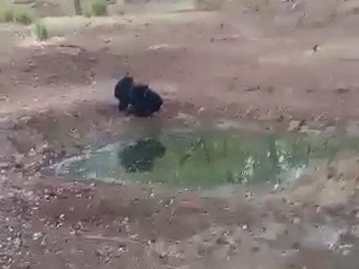 Wild animals distraught with thirst are turning towards the villages ...