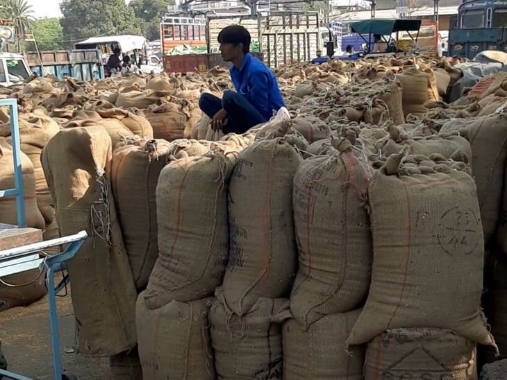 Only 25 thousand sacks of wheat are coming to the market, reduced from ...