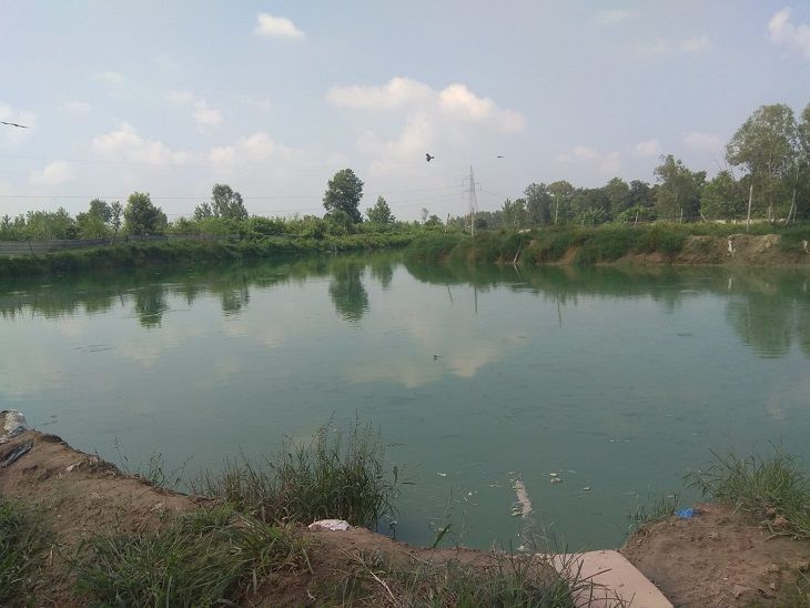 DM said, the rearing of Thai Mangur fish is banned in India, fishes ...