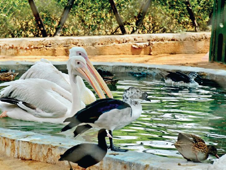 Bird land will open in new look after two years, 158 wild animals ...