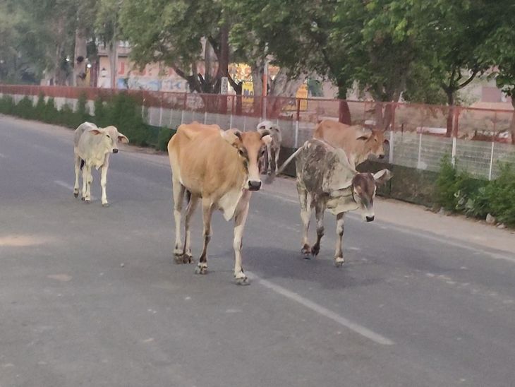 Anna animals roaming on the roads, locals said - road accidents happen ...