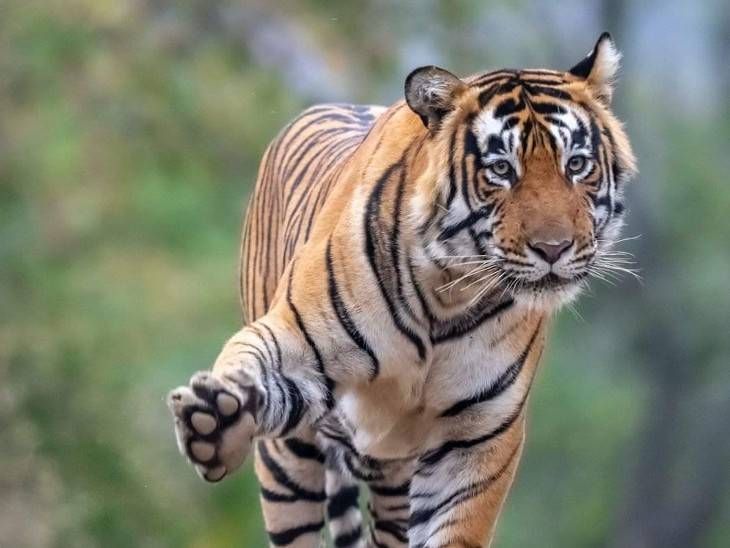Farmer dies due to wild animal attack, forest department engaged in ...