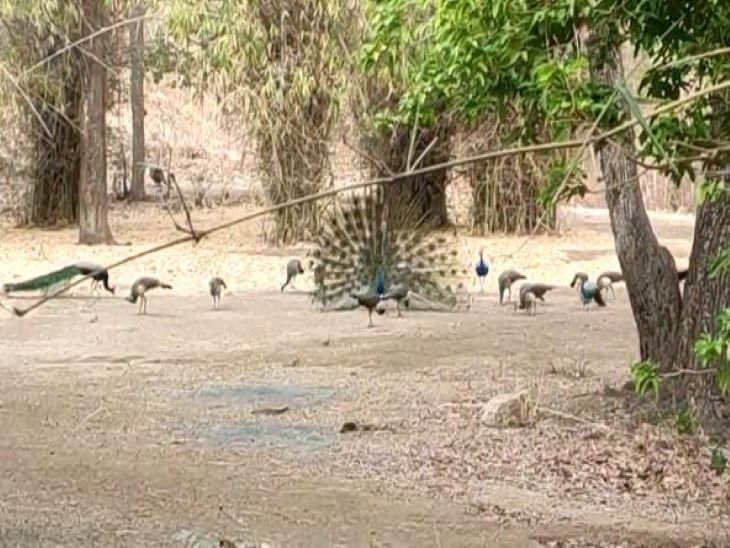 The forest department was happy to see the flamingos, claw marks were ...