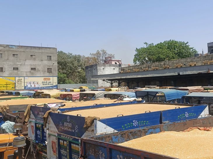 14 thousand sacks arrived, dollar gram increased by Rs 300 | हड़ताल के ...