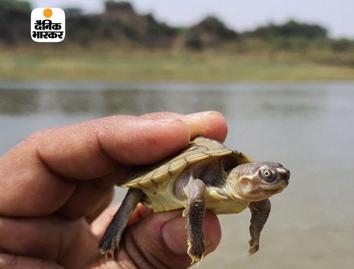Extinct species of turtles released in Chambal river, | इटावा में मनाया ...