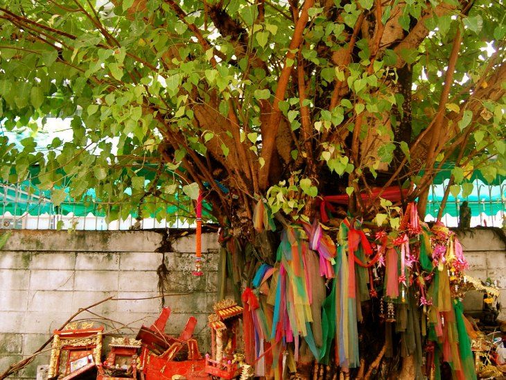 The tradition of Peepal Worship on Apara Ekadashi: Pitras are satisfied ...
