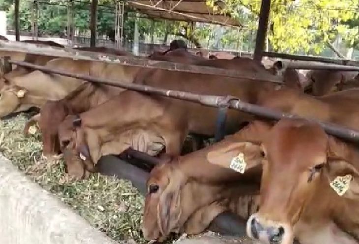 NDRI- Keep animals in shade; Give hot water, take a bath twice | गर्मी ...