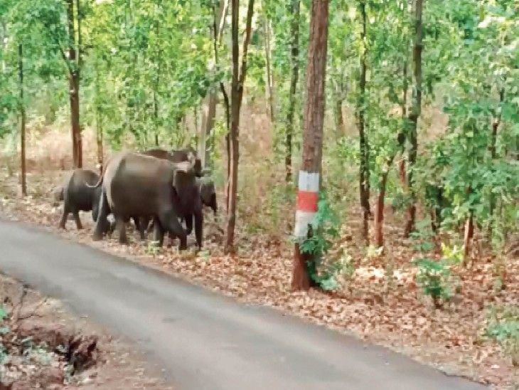 Five elephants came to Mundadadar area of Bodla block, two children ...