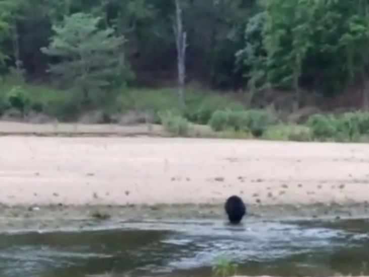 Three bears seen in Jaithari in 2 days, Forest Department instructs ...