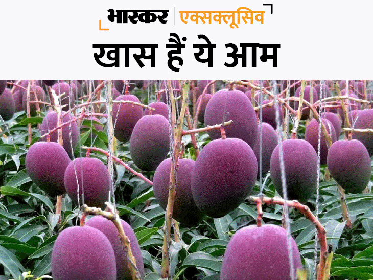 Sundarja Mango | Madhya Pradesh's Rewa Krishi Vigyan Kendra Fruit ...