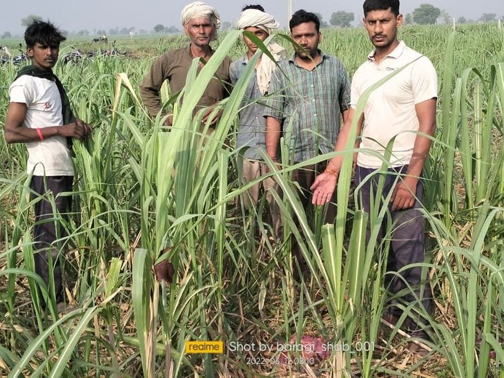 Anger expressed over cow slaughter in Barka village, warning of ...