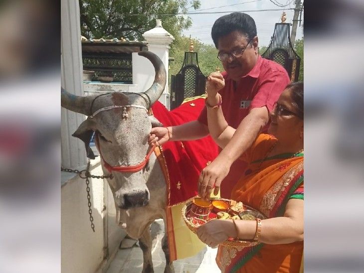 Cow worshiped in Rajasthan's Pali, people gathered to see | पाली में ...