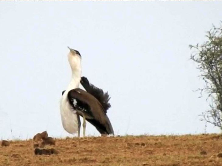 6 new members of the family of the rare state bird The Great Indian ...