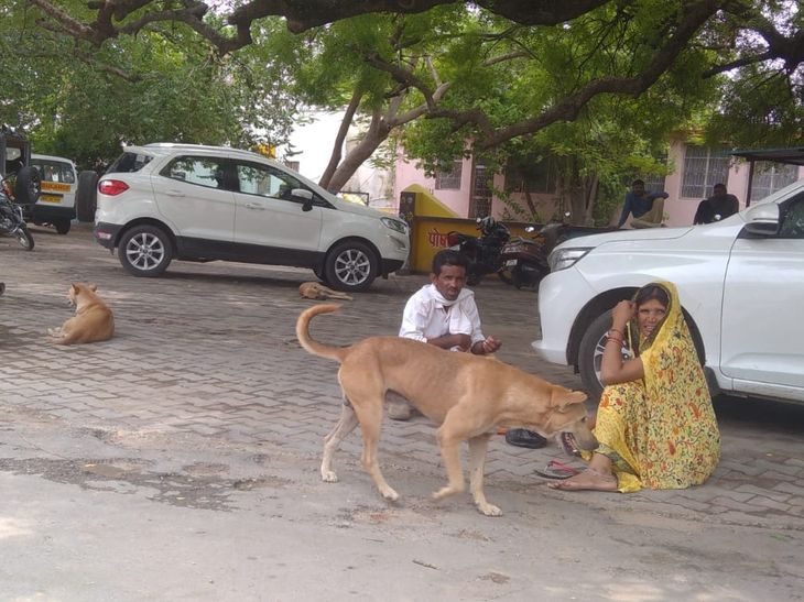 Stray dogs are making a ruckus day and night, the patient is upset ...