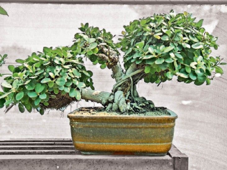 The first park of dwarf trees will be built in the Botanical Garden ...