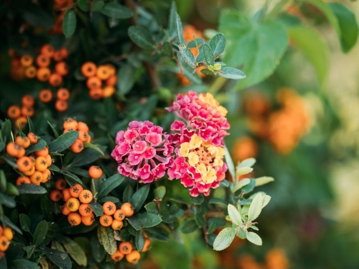 Lantana camara, a poisonous plant with beautiful flowers, 7 years ago ...
