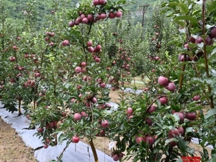 Prices of apple transportation will not increase in Kullu this year ...