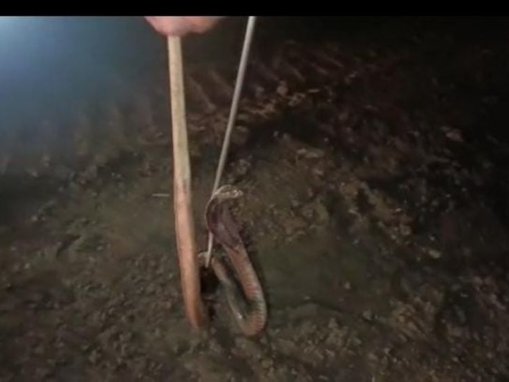 8 feet long cobra snake hidden in JCB, driver saw it and saved life by ...