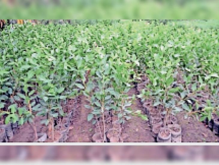 Greenery will be increased along the roads till Rajasthan border ...