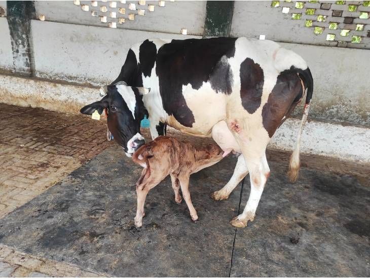 Successful experiment of Central Cow Research Institute of Meerut to ...