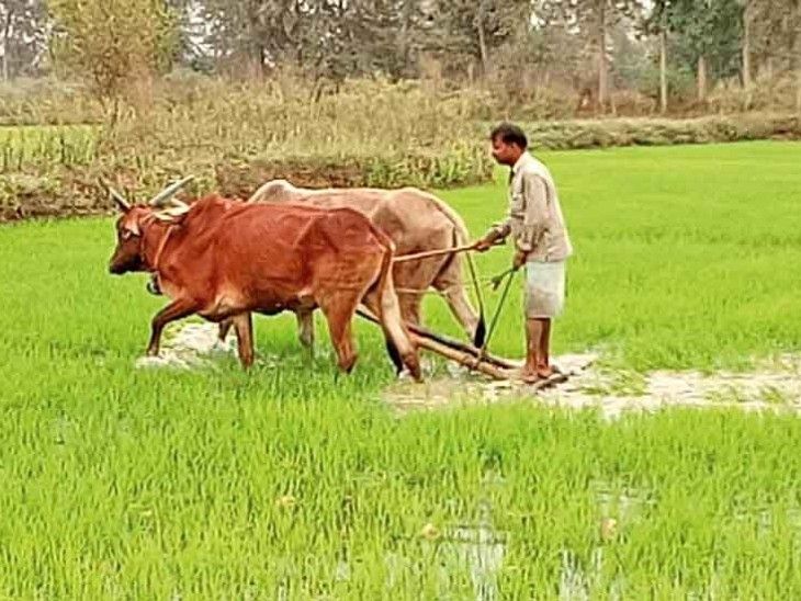 Farmer developed copper method for farming, income doubled | नई पहल ...
