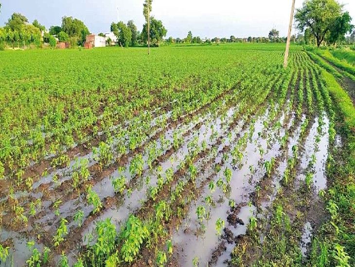 Damage to crops due to excessive rain, waterlogging in fields, crops ...