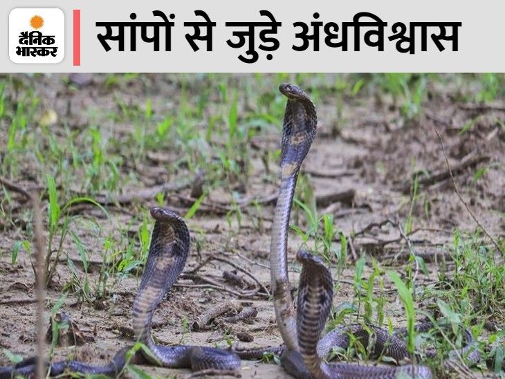 World Snake Day: Hundreds of myths related to snakes, misconceptions ...