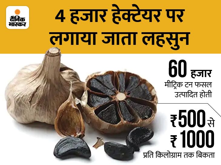 Sirmour's black garlic will be sold in Canada, farmers' income will ...