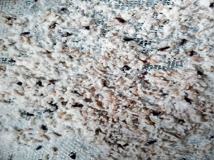 Insects coming out in the nutrition of 2000 children, sent one month ...