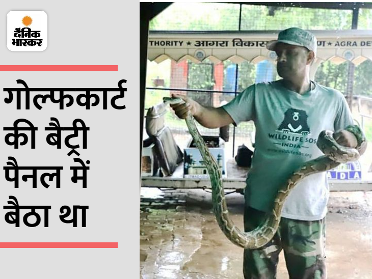 8 feet long python was hidden in golf cart near Taj Mahal, wolf snake ...