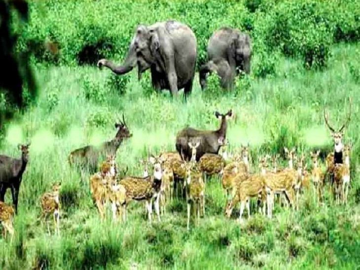People in Shimla are learning to understand animals, special training ...