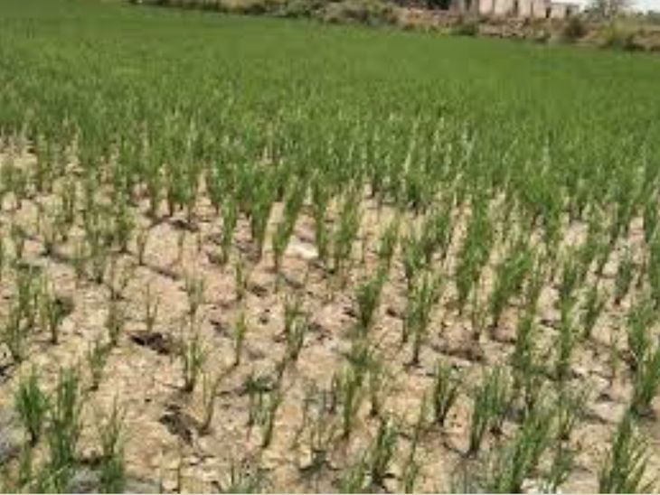 Tubebells, generators running to meet the water requirement in paddy ...
