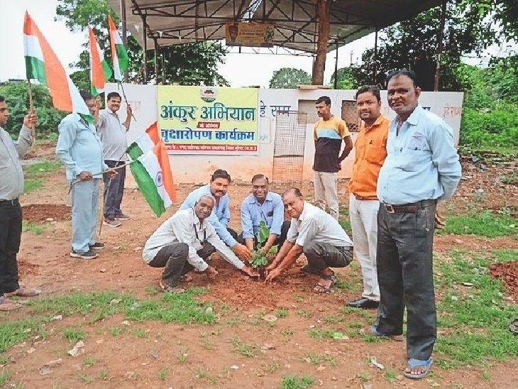 NAPA celebrated the nectar festival of independence, planted saplings ...