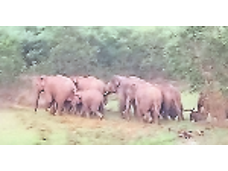 3 Dantails returned to Gariaband, Sikaser team appeared in Sitanadi ...