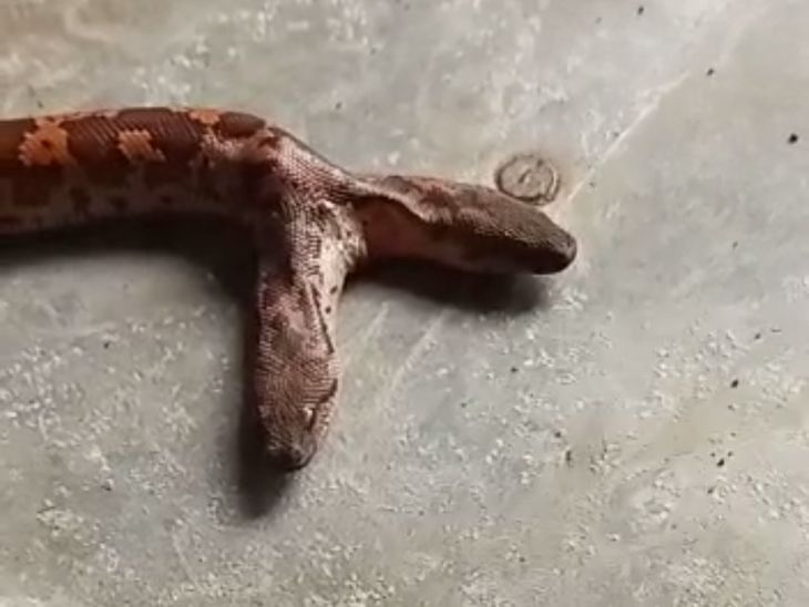 Rare snake of Kaman Goa species was released in the forests of ...
