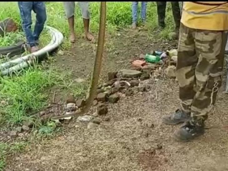 To save her eggs, Myna clashed with a snake of 8 feet, the snake ...