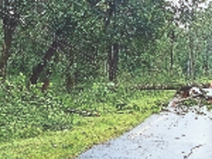 Tree fell on wire, electricity remained closed for 16 hours in 4 ...