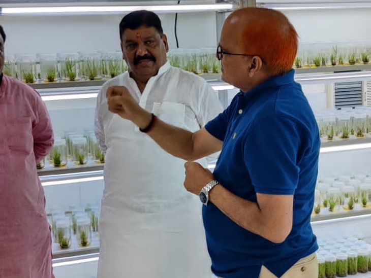 Senior scientist said - new species of sugarcane developed from tissue ...