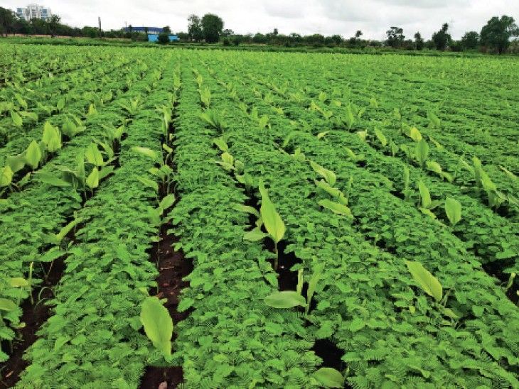To remove nitrogen deficiency in turmeric crop, instead of urea ...