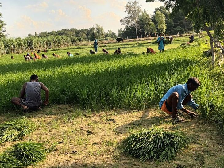 Farmers leaving farming, upset and forced to harvest | बाराबंकी में ...